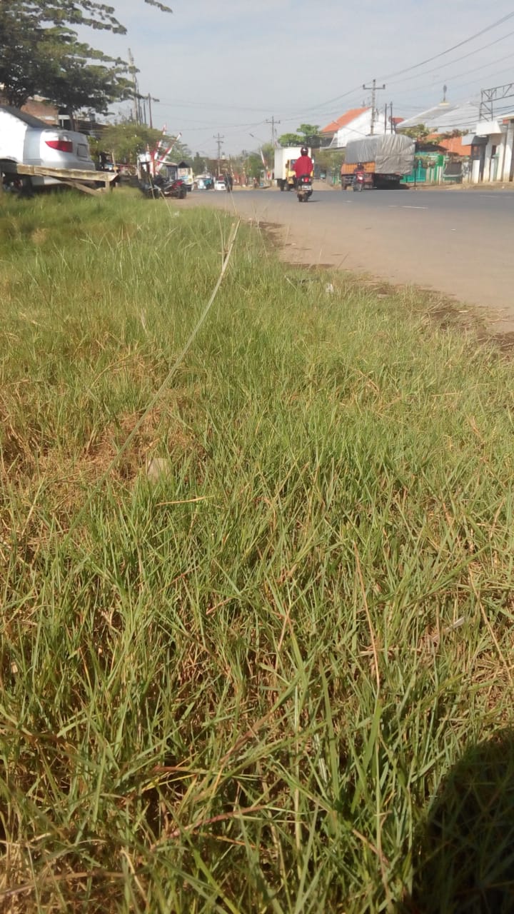 BABAT RUMPUT JALAN KUSUMA BANGSA - Dinas Pekerjaan Umum dan Penataan ...