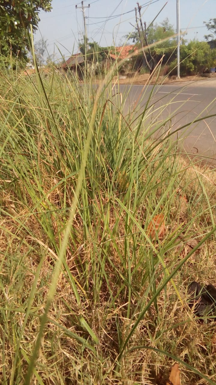 BABAT RUMPUT JALAN KUSUMA BANGSA - Dinas Pekerjaan Umum dan Penataan ...
