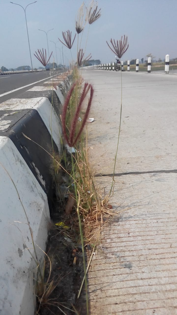 BABAT RUMPUT DI JALAN ARF ARSLAN DJUNAID - Dinas Pekerjaan Umum dan ...