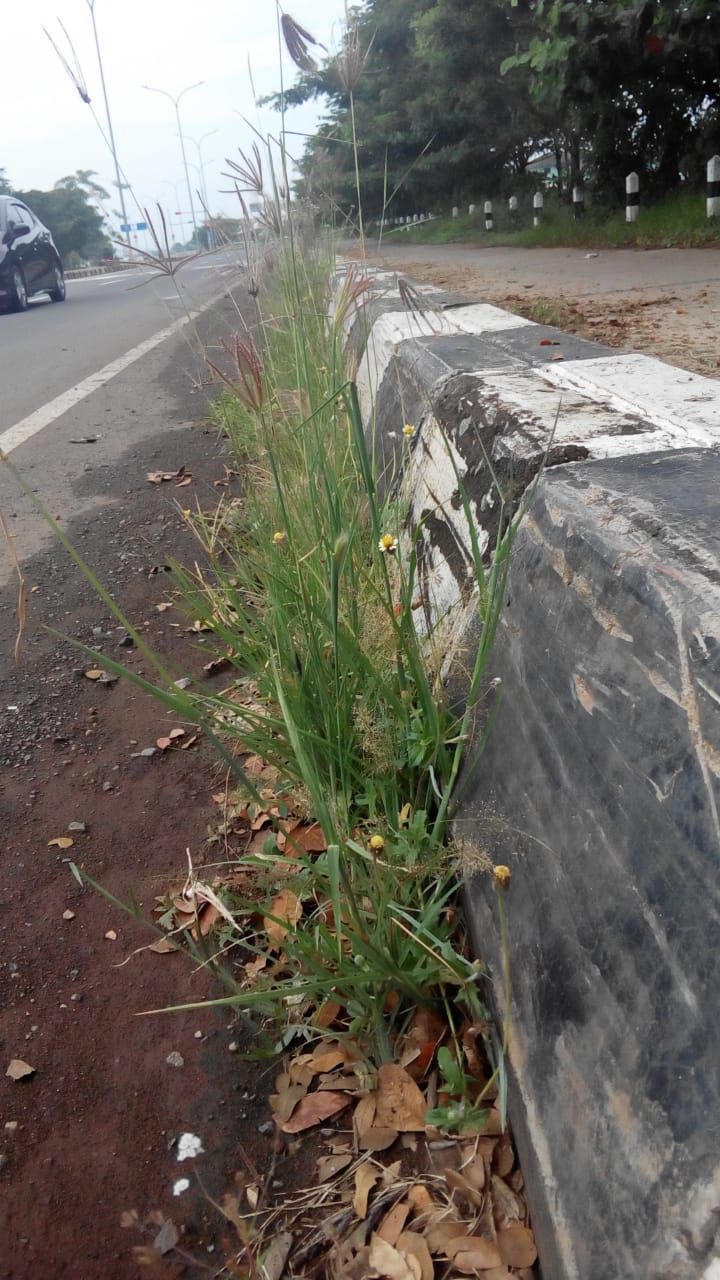 BABAT RUMPUT DI JALAN ARF ARSLAN DJUNAID - Dinas Pekerjaan Umum dan ...